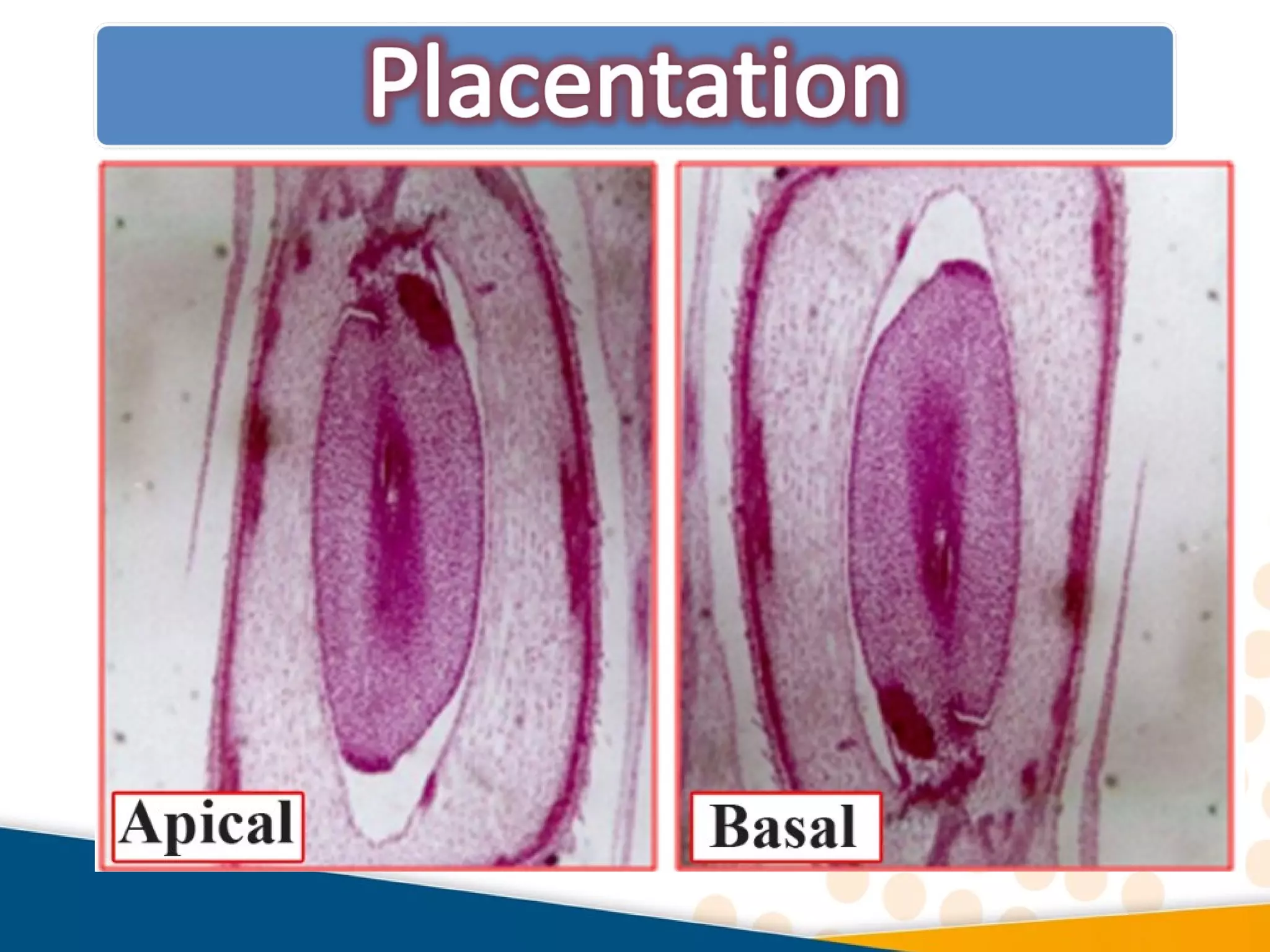 Placentation | PPT