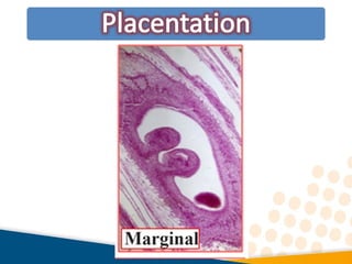 Placentation | PPT
