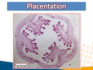 Placentation | PPT