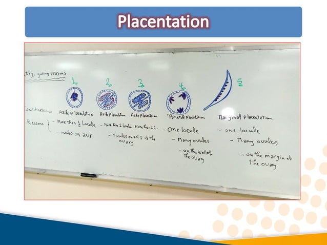 Placentation | PPT