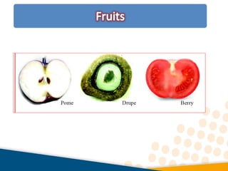 Fruits | PPT
