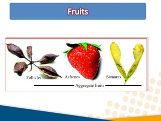 Fruits | PPT