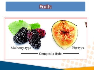 Fruits | PPT