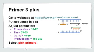 PRIMER DESIGNING.pptx | Genetics | Science