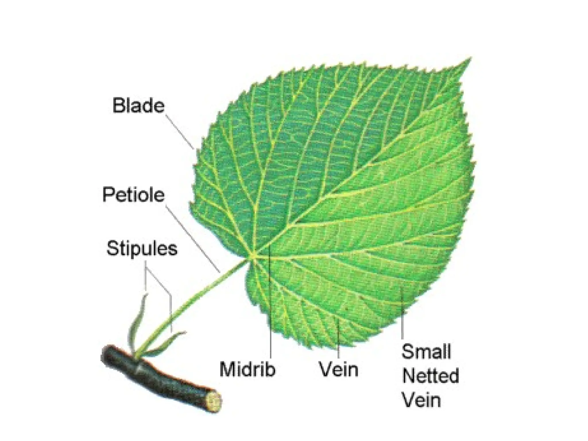 slide anatomi jaringan pada daun lengkap.ppt