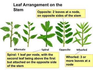 slide anatomi jaringan pada daun lengkap.ppt
