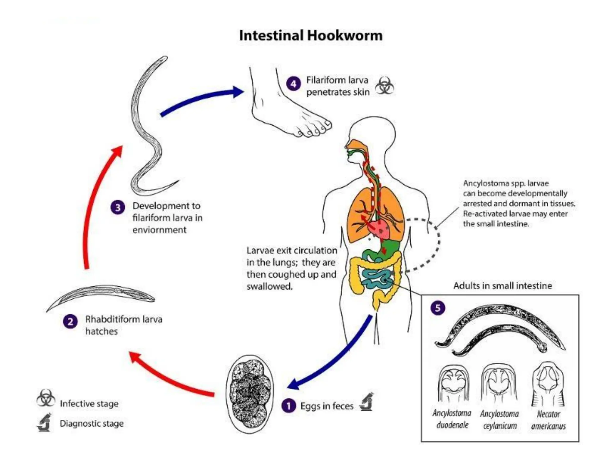 Overview of Intestinal Nematodes: Types, Life Cycle, and Diseases | PDF