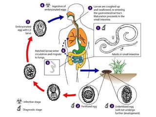 Overview of Intestinal Nematodes: Types, Life Cycle, and Diseases | PDF