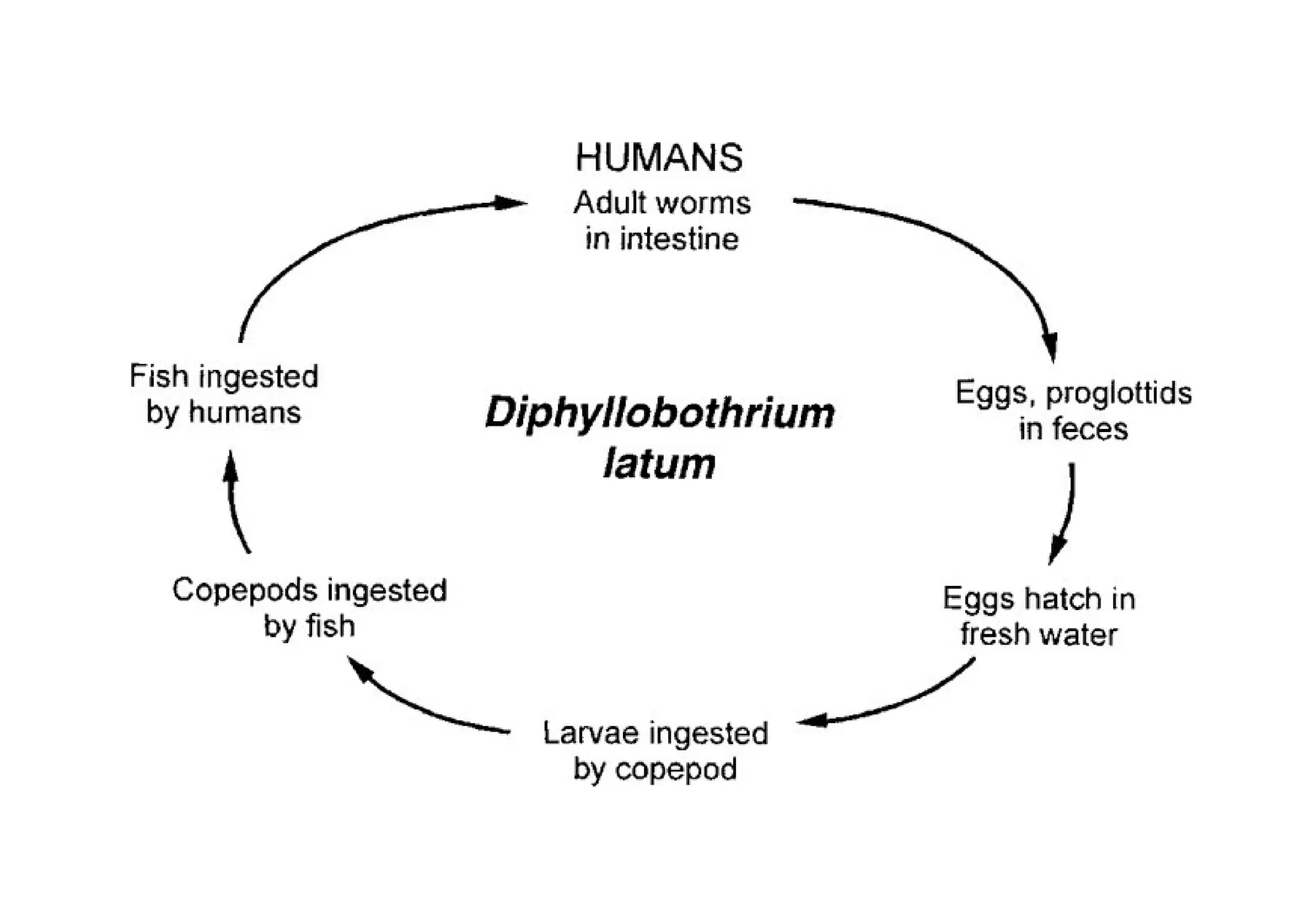 “Overview of Intestinal Cestodes: Types, Life Cycle, and Diseases” | PPT