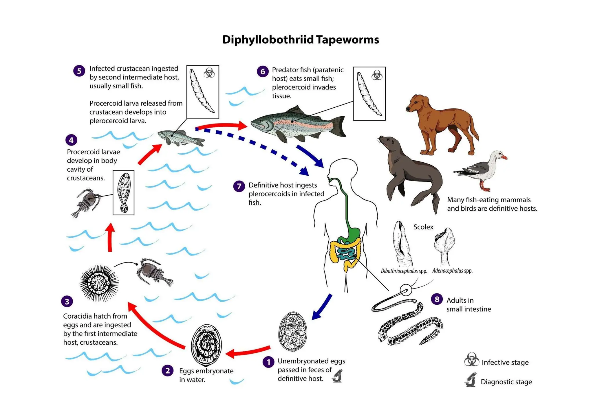 “Overview of Intestinal Cestodes: Types, Life Cycle, and Diseases” | PDF