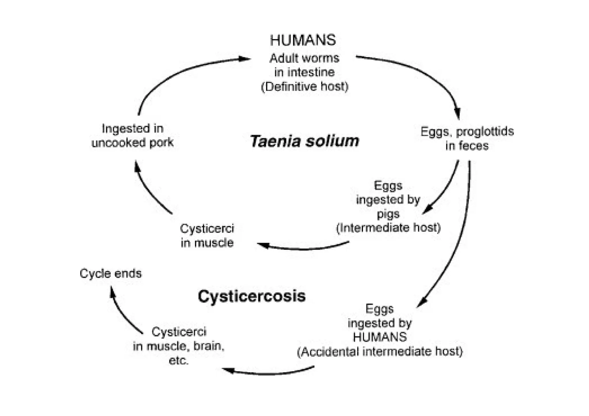 “Overview of Intestinal Cestodes: Types, Life Cycle, and Diseases” | PDF