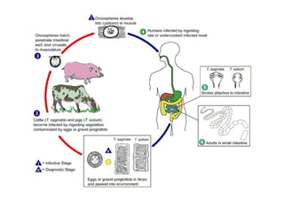 “Overview of Intestinal Cestodes: Types, Life Cycle, and Diseases” | PPT