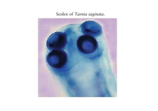 “Overview of Intestinal Cestodes: Types, Life Cycle, and Diseases” | PPT