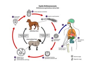 “Overview of Intestinal Cestodes: Types, Life Cycle, and Diseases” | PPT