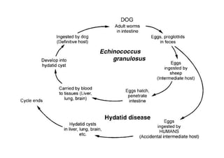 “Overview of Intestinal Cestodes: Types, Life Cycle, and Diseases” | PPT