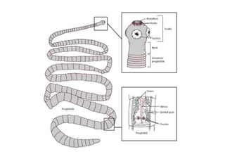 “Overview of Intestinal Cestodes: Types, Life Cycle, and Diseases” | PPT