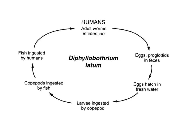 “Overview of Intestinal Cestodes: Types, Life Cycle, and Diseases” | PPT