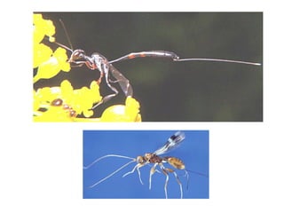 Lab09 entomology | PPT