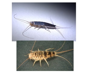 Lab09 entomology | PPT