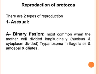 LAB 1 Protozoa Protozoa Protozoa .pptx