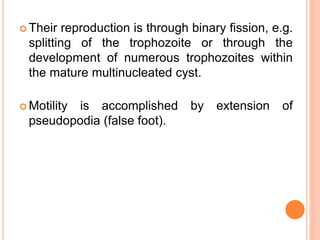 LAB 1 Protozoa Protozoa Protozoa .pptx