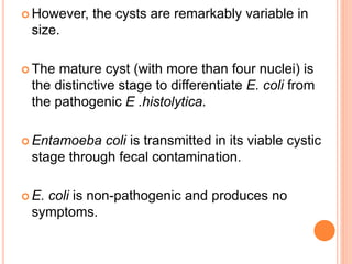 LAB 1 Protozoa Protozoa Protozoa .pptx