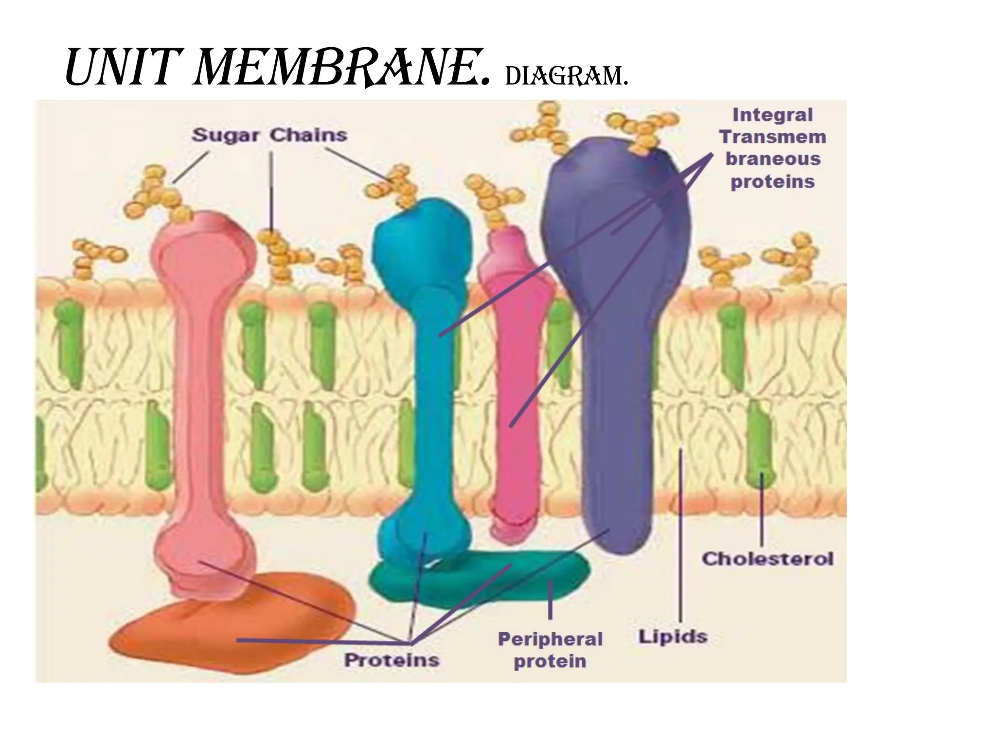 Lab # 1.pptx 2 cytology cell and its organelles.pdf