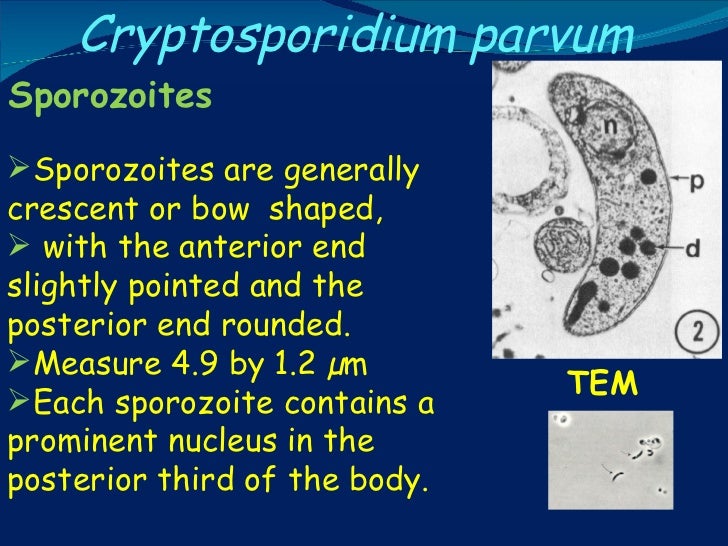 Lab 10 cryptosporidiosis