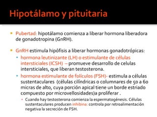 Lab 10 Sistema Reproductor Masculino Chsk | PPT
