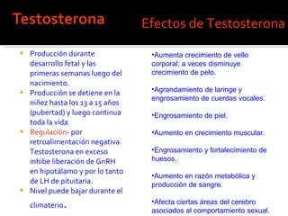 Lab 10 Sistema Reproductor Masculino Chsk | PPT