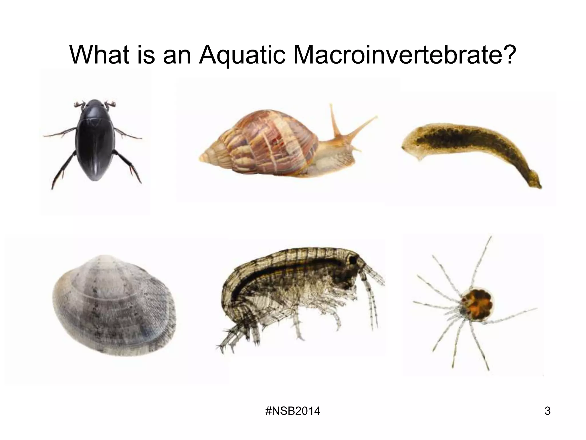 Lab 10 water quality and macroinvertebrate diversity fall 2014 | PPT
