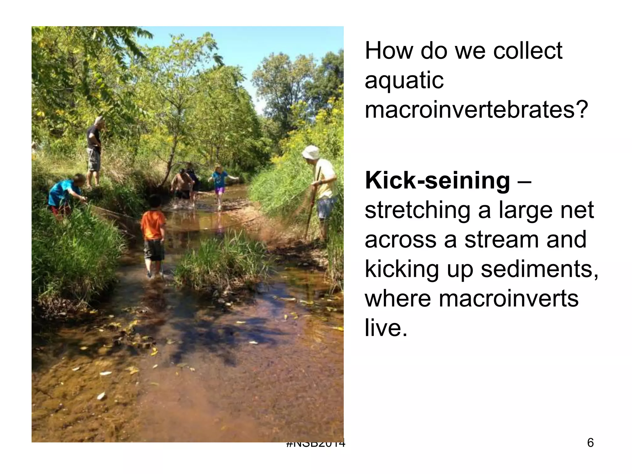 Lab 10 water quality and macroinvertebrate diversity fall 2014 | PPT