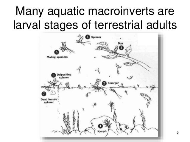 Lab 10 water quality and macroinvertebrate diversity fall 2014