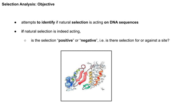 Natural Selection Analysis: Part1 | PPT