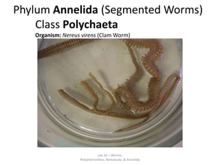 Lab 10 – worms | PPTX | Biological Sciences | Science