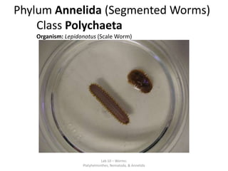 Lab 10 – worms | PPTX | Biological Sciences | Science