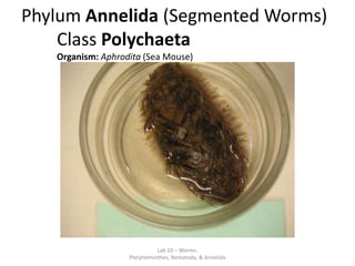 Lab 10 – worms | PPTX | Biological Sciences | Science