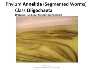 Lab 10 – worms | PPTX | Biological Sciences | Science