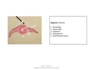 Lab 10 – worms | PPTX | Biological Sciences | Science
