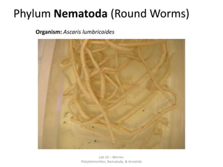 Lab 10 – worms | PPTX | Biological Sciences | Science
