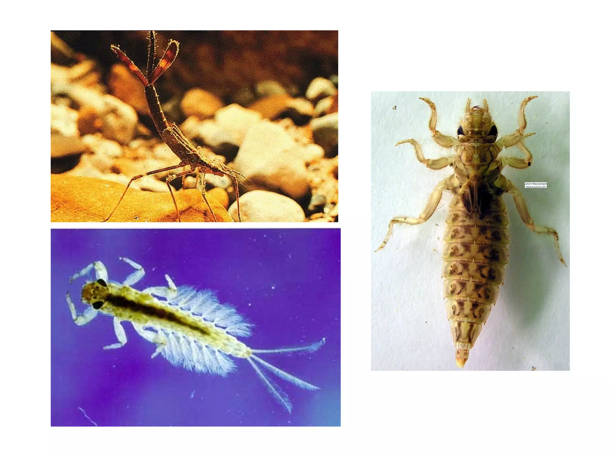 Lab11 entomology | PPT