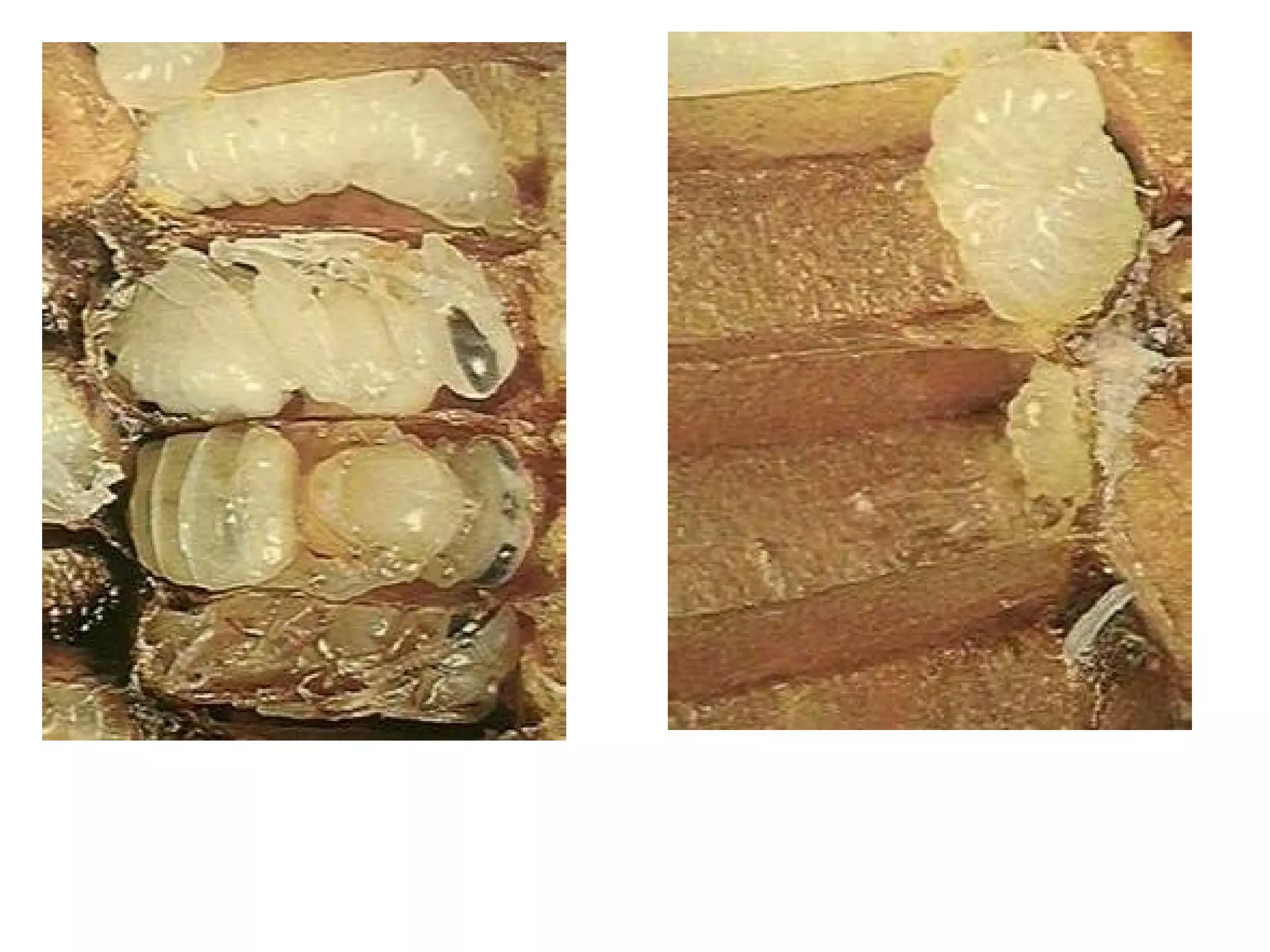 Lab11 entomology | PPT