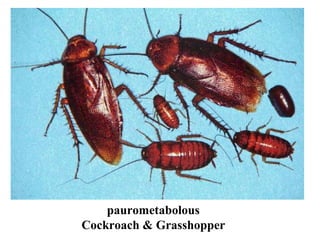 Lab11 entomology | PPT