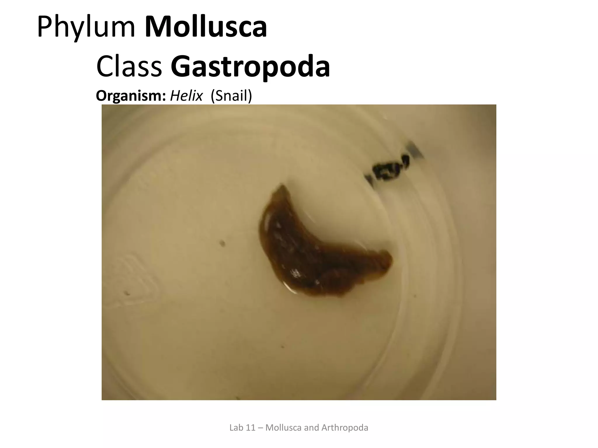 Lab 11 – mollusca and arthropoda | PPTX