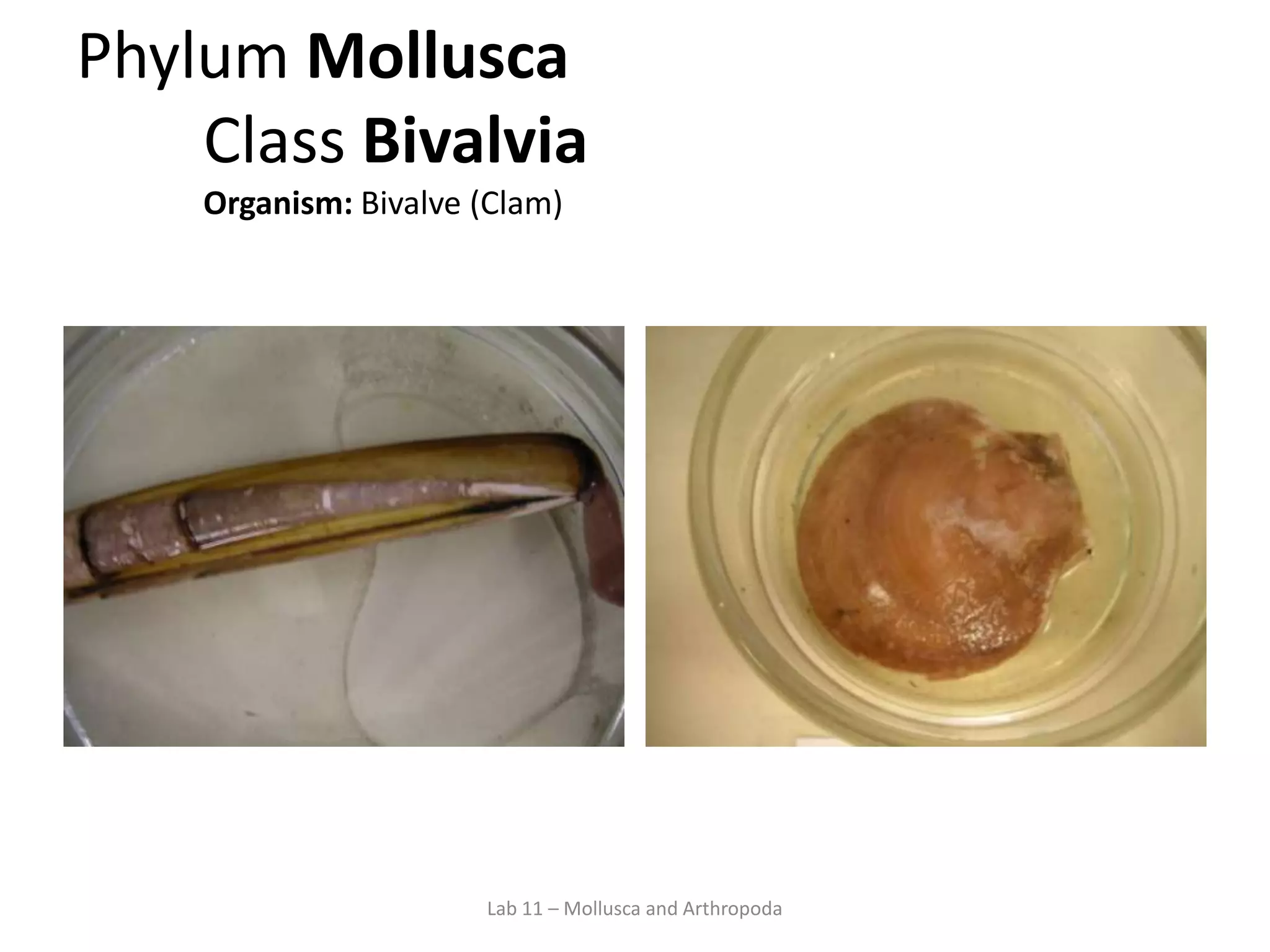 Lab 11 – mollusca and arthropoda | PPTX