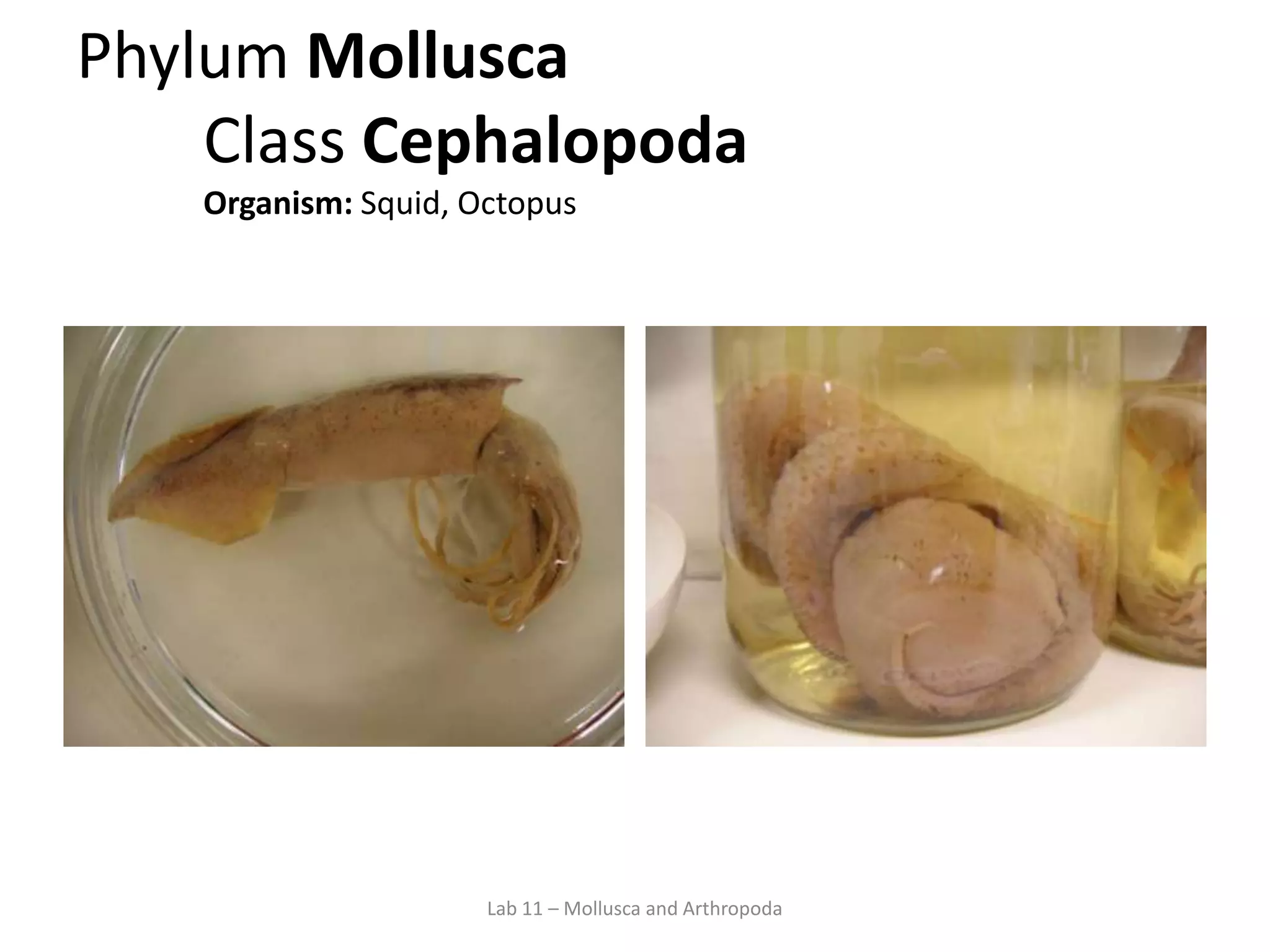 Lab 11 – mollusca and arthropoda | PPTX