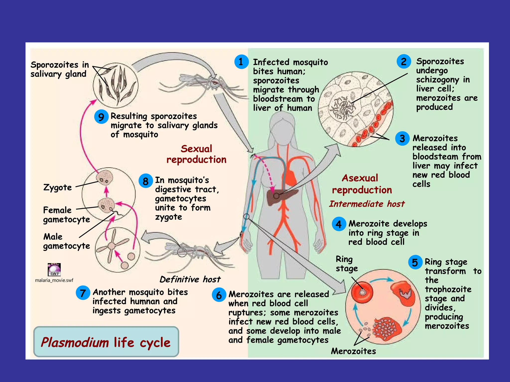 Lab 11 plasmodium | PPT