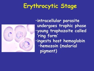 Lab 11 plasmodium | PPT