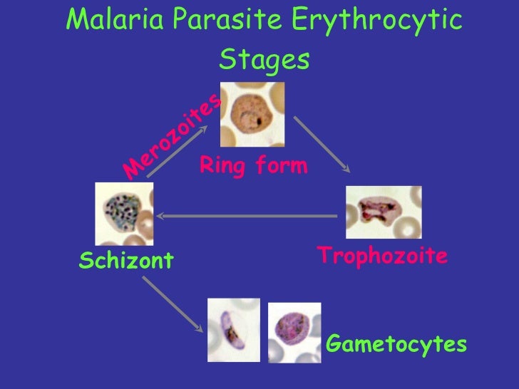 Lab 11 plasmodium