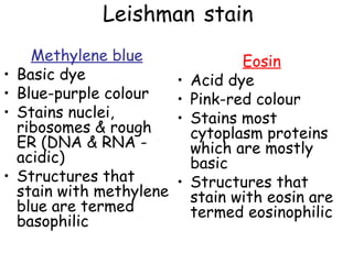 Lab 12 blood film | PPT